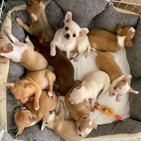 PUPPY PALACE - Updated August 2025 - Request Information - 10425 W 92nd ...