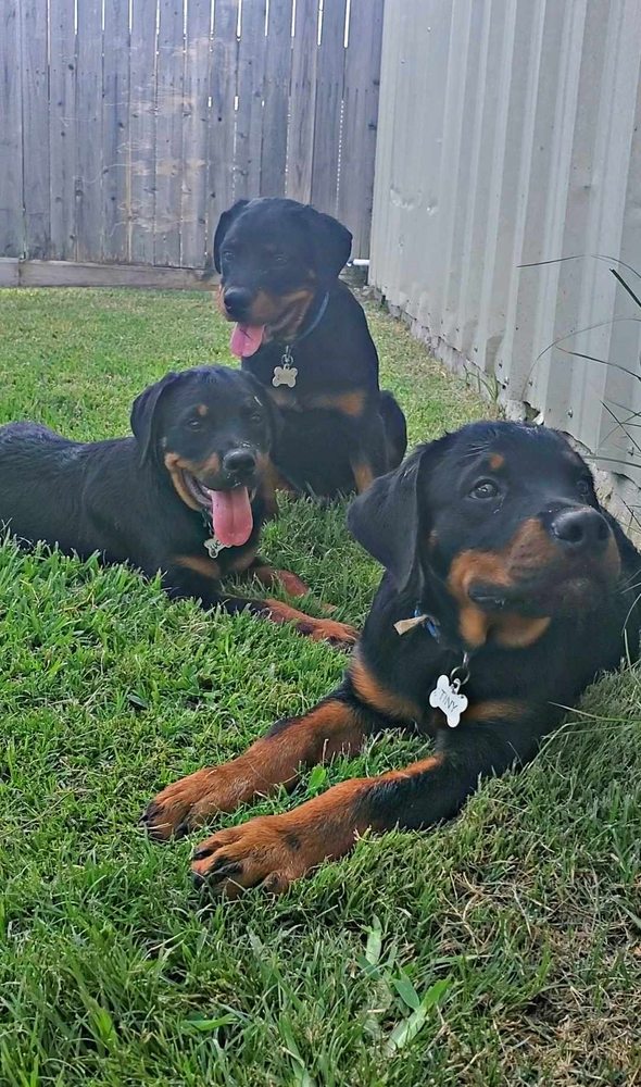 TEXAS TOP ROTTWEILERS - Request Information - Houston, Texas - Pet ...