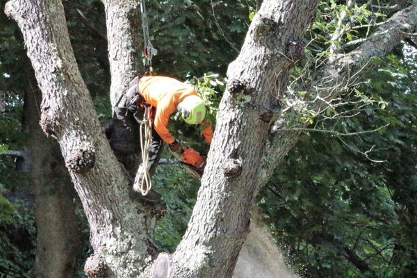 WALNUT TREE SERVICE - Updated April 2026 - 257 Photos & 133 Reviews ...