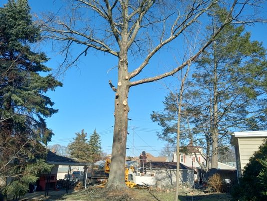 H&S TREE SERVICE - Updated October 2025 - 22 Photos - Hanover ...