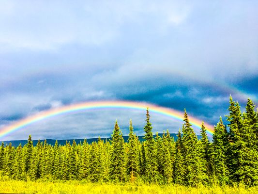 MOOSE CAB & TOURS - Updated January 2026 - 131 Photos & 31 Reviews ...