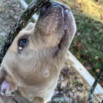 METRO NASHVILLE ANIMAL CONTROL SERVICES - Updated January 2026 - 25 ...