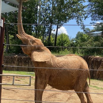 ZOO ATLANTA - 2655 Photos & 635 Reviews - 800 Cherokee Ave SE, Atlanta ...
