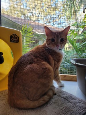 A COUNTRY CAT HOUSE - Updated March 2025 - 15 Photos & 21 Reviews ...