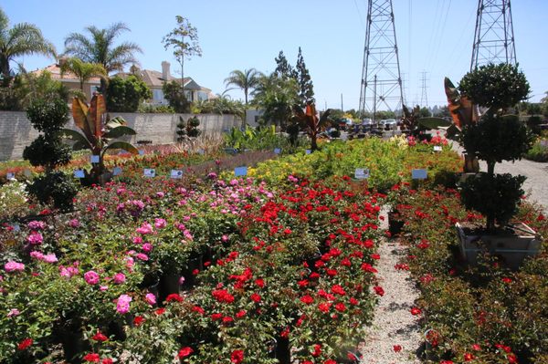 MOON VALLEY NURSERIES - 562 Photos & 401 Reviews - 21251 Bushard St, Huntington Beach ...