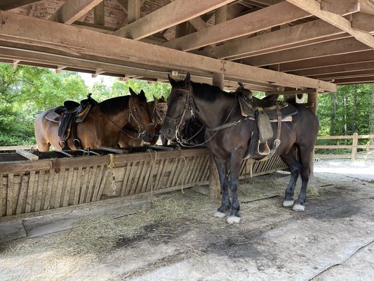 CUMBERLAND FALLS HORSE RIDING STABLES - Updated August 2025 - 11 Photos ...