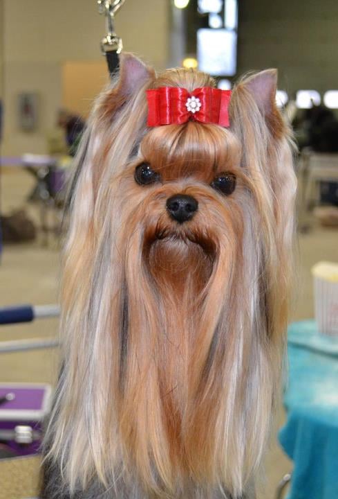 ARTISTRY YORKIES - Updated May 2026 - 69712 White School Rd, Sturgis ...