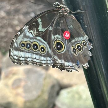 COCKRELL BUTTERFLY CENTER - Updated June 2024 - 506 Photos & 136 ...