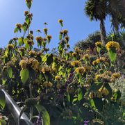 INA COOLBRITH PARK - 353 Photos & 88 Reviews - Taylor & Vallejo Streets ...