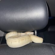 LLLREPTILE & SUPPLY - 150 Photos & 151 Reviews - 8450 West Sahara Ave ...