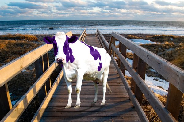 PURPLE COW INTERNET - Updated September 2025 - 13 Photos & 23 Reviews ...