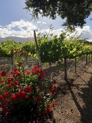 PUMA ROAD WINERY - 49 Photos & 30 Reviews - Wineries - 32075 River Rd ...