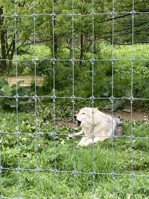 THE WOLF SANCTUARY OF PA - Updated March 2025 - 281 Photos & 123 ...