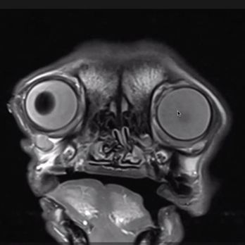 JURNEY VETERINARY NEUROLOGY - Updated November 2025 - 15 Reviews - 227 ...