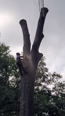 JL TREE SERVICE - Updated December 2025 - 138 Photos & 148 Reviews ...
