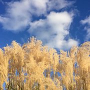 FRONTIER PARK - 91 Photos & 15 Reviews - Parks - 500 S Riverside Dr, St ...