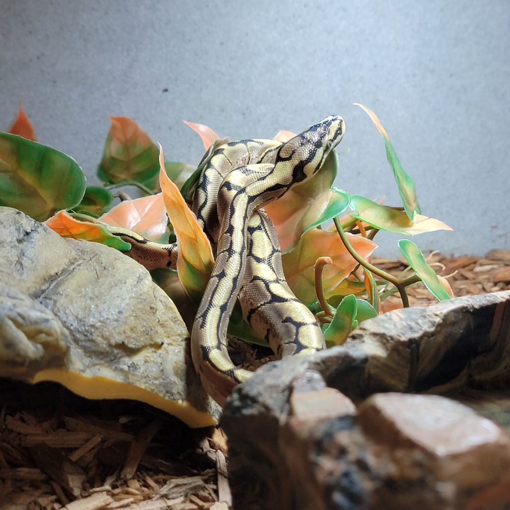 LLLREPTILE & SUPPLY COMPANY, INC - Updated February 2025 - 230 Photos ...