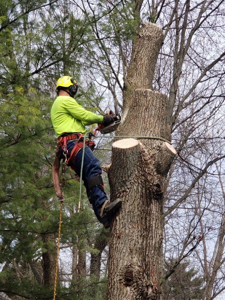 FOREST TREE SERVICE - Updated June 2024 - 45 Photos - 5215 Groveport Rd ...