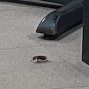 GRACE’S INN - Updated August 2025 - 837 Photos & 407 Reviews - 1296 S ...