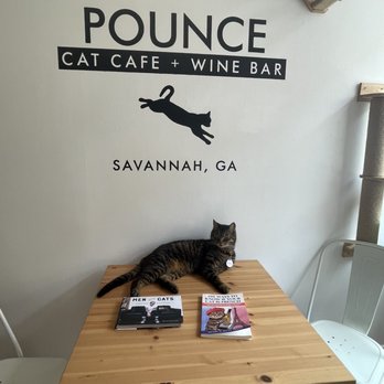 POUNCE CAT CAFE - Updated January 2025 - 362 Photos & 89 Reviews - 404 ...