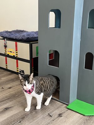 THE CAFFEINATED CAT - 124 Photos & 54 Reviews - 331 1st Ave N ...