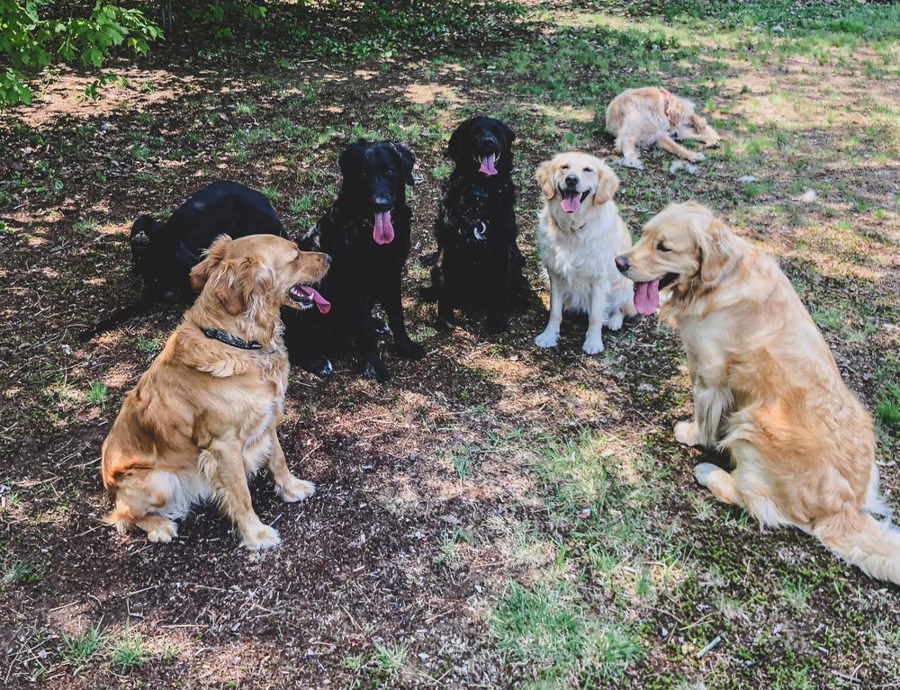 DOGS GONE WILD - Updated February 2025 - Kearney, Ontario - Dog Walkers ...