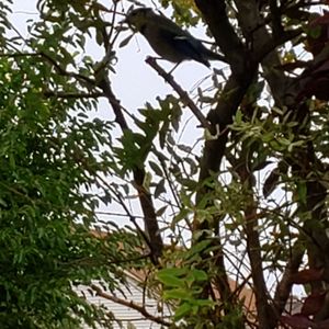 SHEMIN NURSERIES - 6900 Pardee Rd, Taylor, Michigan - Nurseries ...