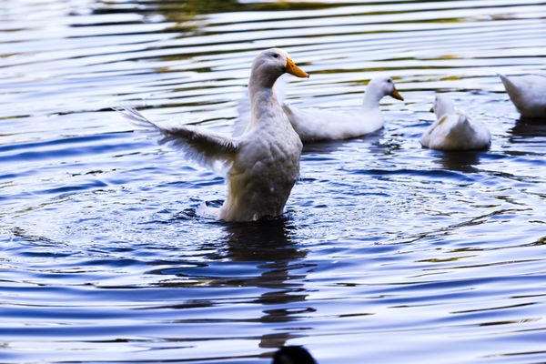 TANGER FAMILY BICENTENNIAL GARDEN - Updated October 2025 - 235 Photos ...