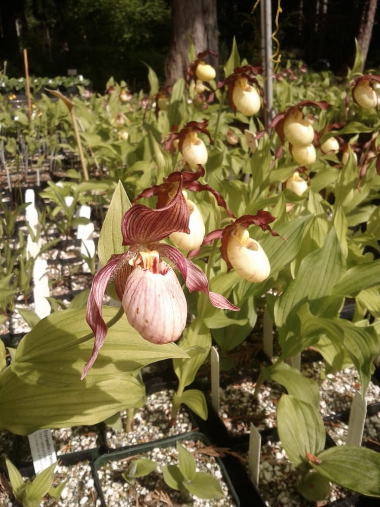 FRASER’S THIMBLE FARMS - 175 Arbutus Road, Salt Spring Island, British ...