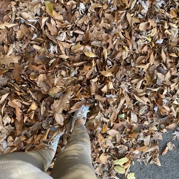 SPEEDWELL PARK - Updated October 2025 - 52 Photos - 288 Speedwell Ave ...