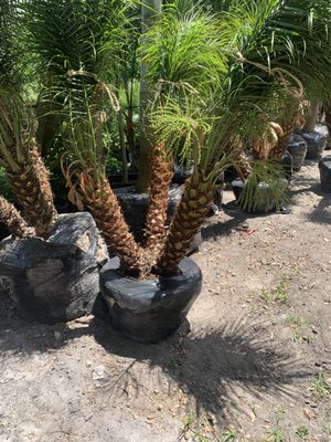 PAPO NURSERIES - Updated July 2025 - 38 Photos - 8249 N Socrum Loop Rd ...