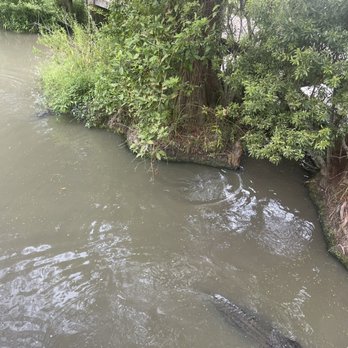 ALLIGATOR ALLEY - 481 Photos & 157 Reviews - 19950 County Road 71 ...