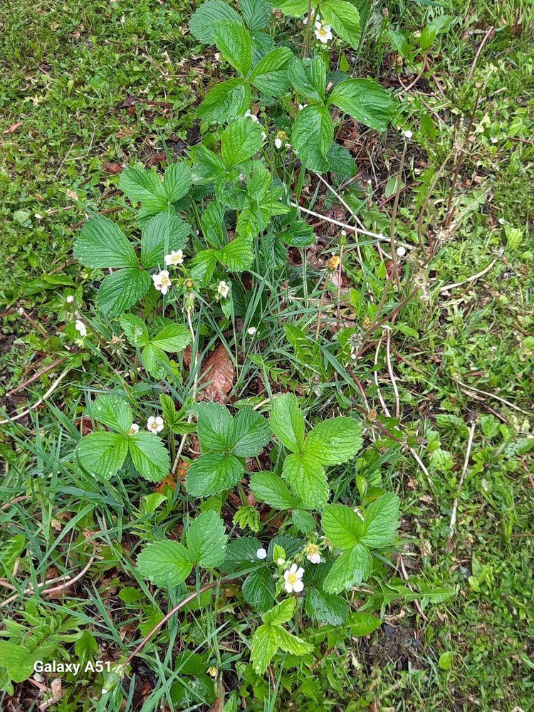 BELLY ACRES FARM - Updated July 2025 - 29 Photos - 244 Meckesville Rd ...