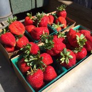 CRYSTAL BAY FARM - 125 Photos & 61 Reviews - 40 Zils Rd, Watsonville ...