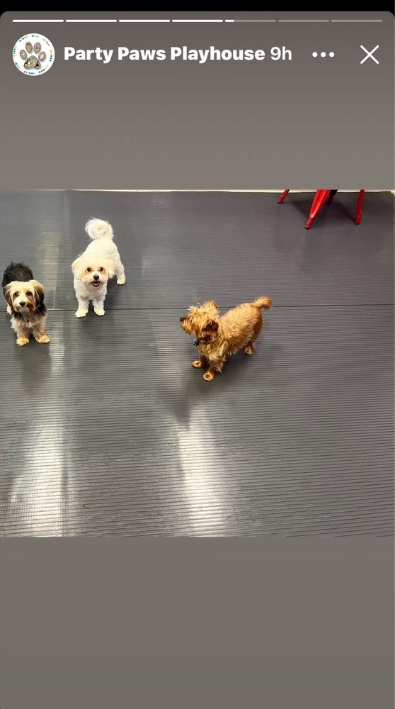 PARTY PAWS PLAYHOUSE - Updated June 2024 - 28 Photos - 135 W Joe Orr Rd ...