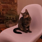 MAC TABBY CAT CAFE - 287 Photos & 119 Reviews - 3204 N Davidson St ...