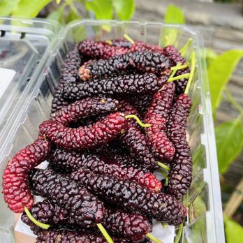 VERY MULBERRY - Updated May 2025 - 213 Photos & 39 Reviews - 501 ...