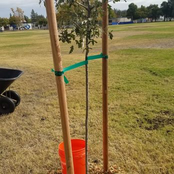SACRAMENTO TREE FOUNDATION - Updated August 2025 - 6011 Midway St ...