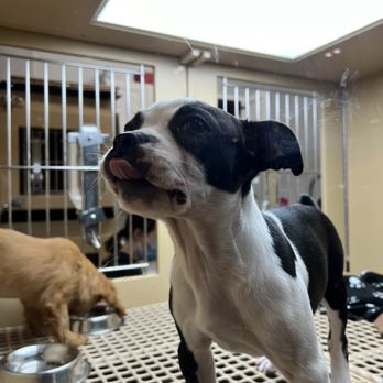 PET CENTER OLD BRIDGE - Updated January 2026 - 44 Photos & 17 Reviews ...