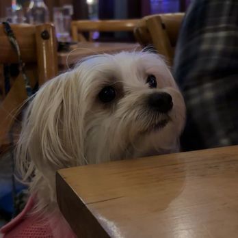 SETTLE DOWN TAVERN - Updated January 2025 - 195 Photos & 147 Reviews - 117 S Pinckney St ...