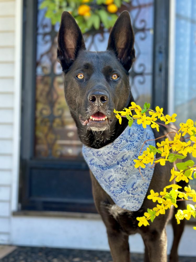 ROYAL PAWS PET SERVICE - Updated August 2025 - 60 Photos - Wethersfield ...