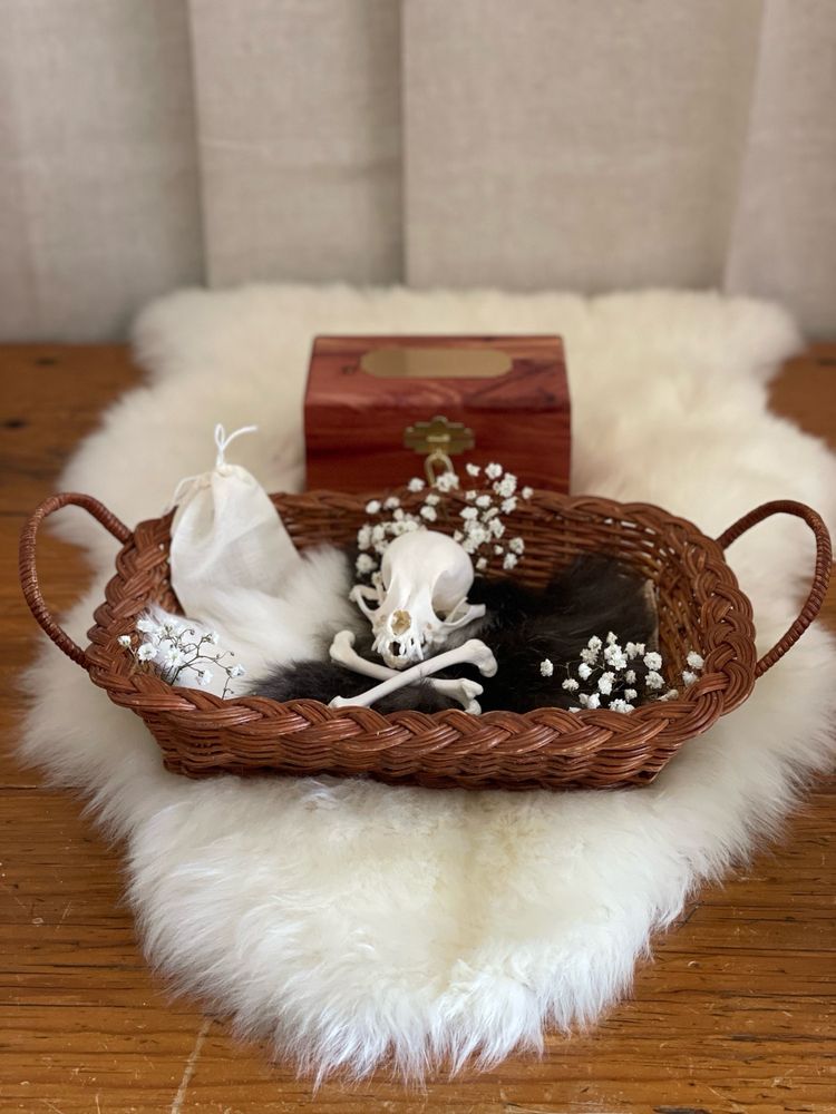 PRECIOUS CREATURE TAXIDERMY AND PET AFTERCARE - Updated January 2026 ...