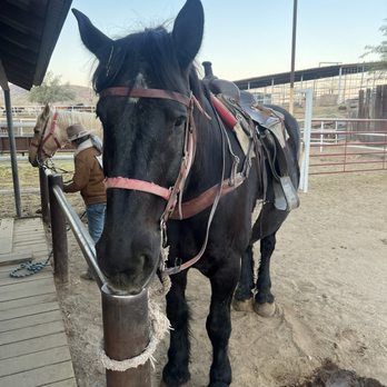 PONDEROSA STABLES - Updated February 2025 - 269 Photos & 212 Reviews ...