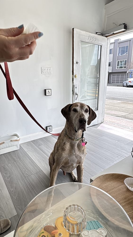 SUMMER PUPPY SF PET SUPPLIES - Updated June 2025 - 36 Photos - 1152 ...