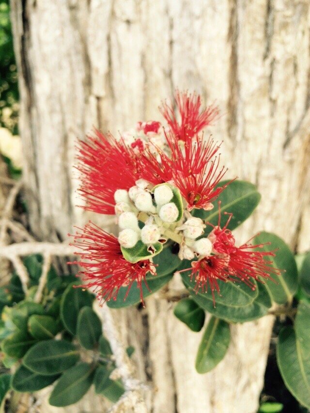 HONOMALINO BAY - Updated January 2026 - Milolii, Hawaii - Beaches - Yelp