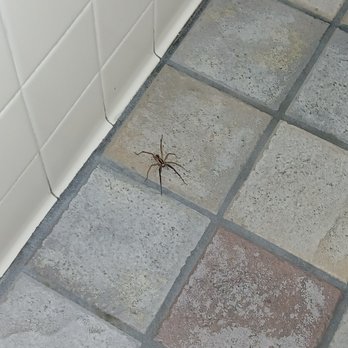 REGAL SWAMP FOX - Updated September 2025 - 100 Photos & 30 Reviews ...