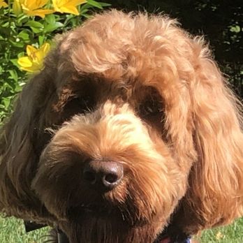 MSPCA ANGELL - Updated November 2024 - 86 Photos & 758 Reviews - 350 S ...