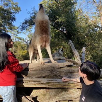 SEACREST WOLF PRESERVE - Updated August 2024 - 103 Photos & 54 Reviews ...