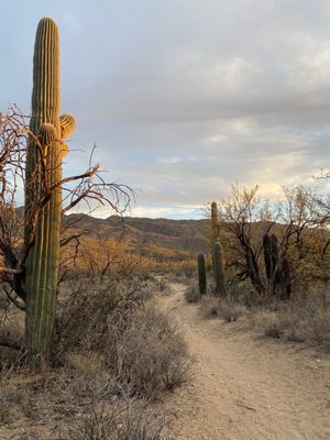 DOUGLAS SPRINGS TRAILHEAD - SAGUARO NATIONAL PARK - Updated January ...