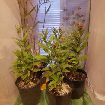 RILLITO NURSERY & GARDEN CENTER - Updated January 2025 - 15 Photos ...